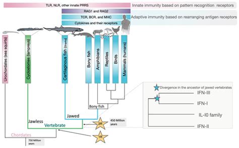 Biomolecules Free Full Text Role Of Type I Interferons During Mycobacterium Tuberculosis And