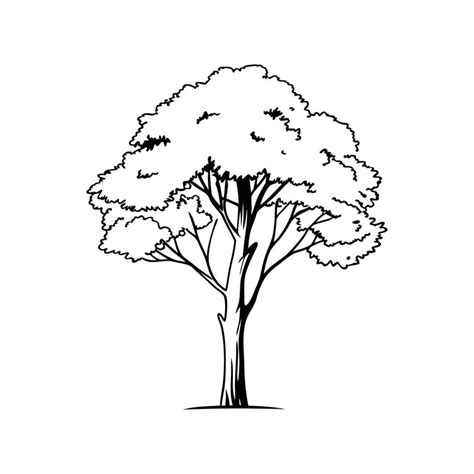 Stylized Beech Tree Outline Illustration 57956136 Vector Art At Vecteezy