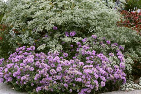 Coyote Mint A Tough Fragrant Native Herb