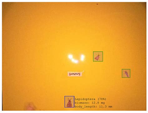 An Api For Ai Species Recognition