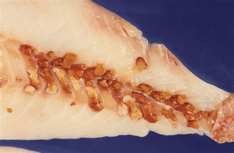 Fish Facts Unwelcome Surprises On The Filleting Table Fishing World