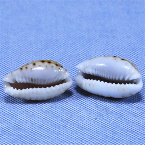 ナシジダカラ タカラガイ 1686 新品 のヤフオク落札情報