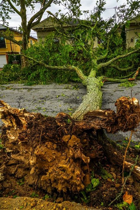 Aftermath Tropical Storm Stock Image Image Of Fern Storm 65696401
