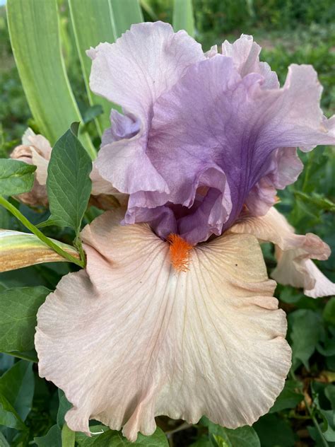 La Scala Ripple Effect Iris Farm