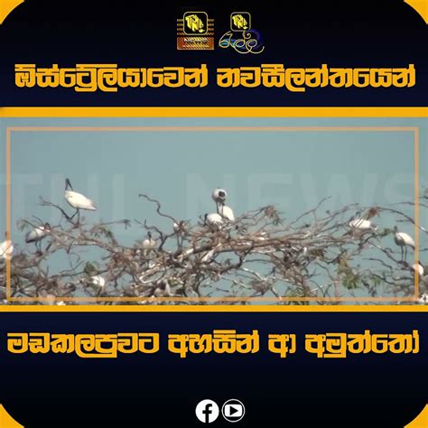 ඔස්ට්‍රේලියාවෙන් නවසීලන්තයෙන් මඩකලපුවට අහසින් ආ අමුත්තෝ Youtube