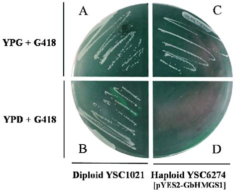 Functional Complementation For The Growth Of The Yeast Strain Ysc6274 Download Scientific