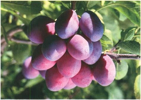 李 中药学 医学