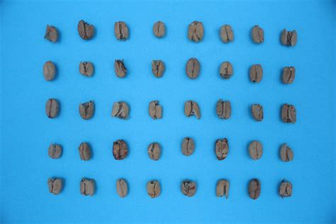 Defect Greenbeans Coffee Object Detection Dataset By Percobaan1