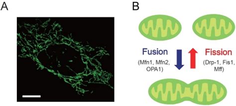 Mitochondria And Antiviral Innate Immunity Pmc