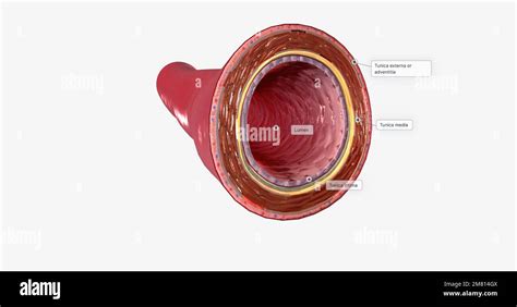 Tunica Intima Tunica Media Tunica Externa
