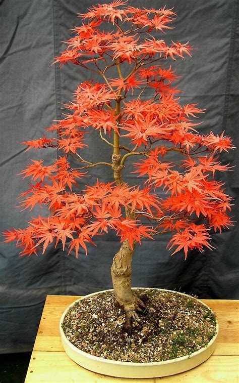 Bonsai Spring Seigen Maple Acer Palmatum Bonsai Tree Maple Bonsai