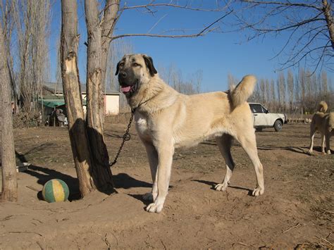 Kangal Dog Temperament Lifespan Shedding Puppy