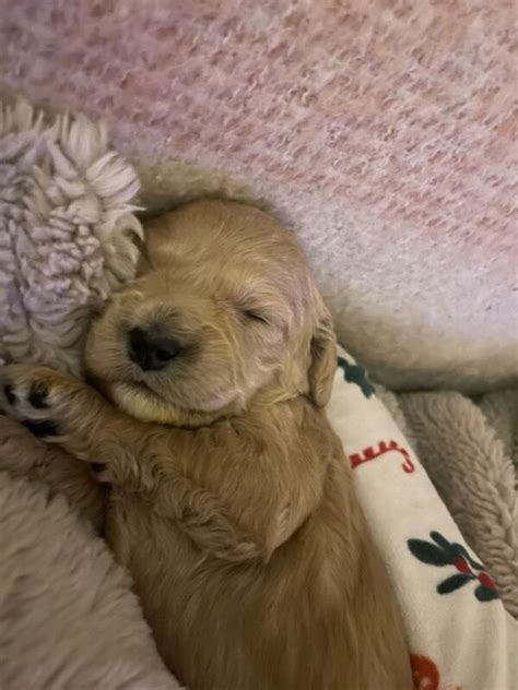 Beautiful Cockapoo Puppies For Sale In Omagh County Tyrone Cockapoo