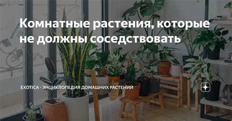 Комнатные растения которые не должны соседствовать Exotica энциклопедия домашних растений