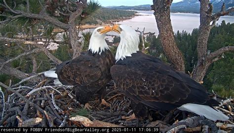 Big Bear Eagles Jackie And Shadow Welcome First Egg Of The Year