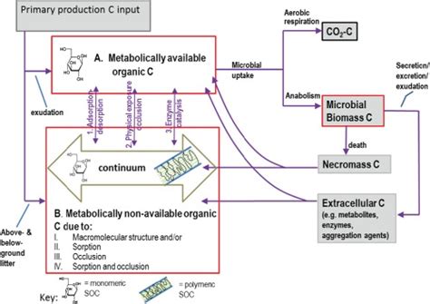 Fate Of Primary Production Inputs To Soil Plant Derived Organic Carbon