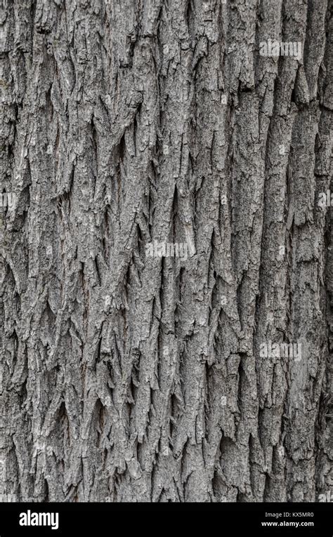 Bark Of Pine Tree Texture For Background Stock Photo Alamy