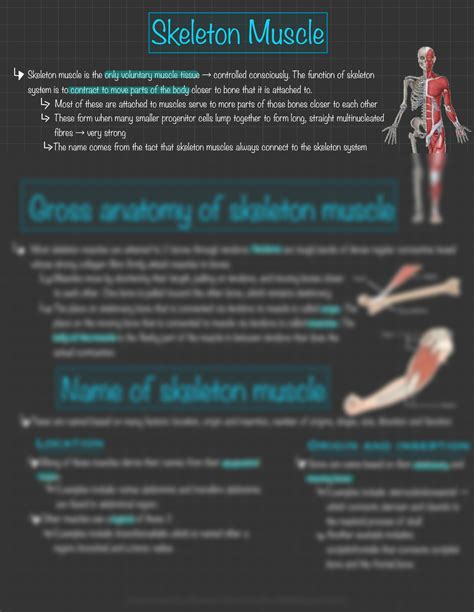 SOLUTION Muscular System Learn About The Types Of Muscles And Their