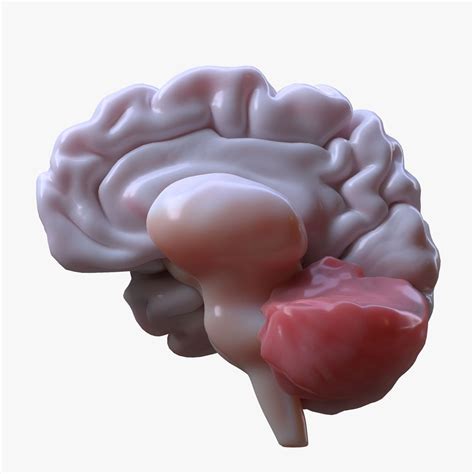 Human Brain 3d Model