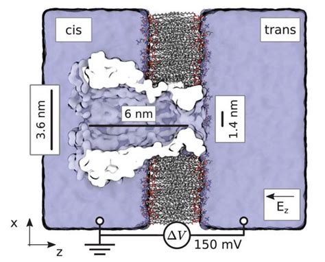 Novel Approach To Nanopore Design Enhances Molecule Capture Without