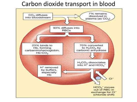 The Blood Circulatory System Igcse Pptx