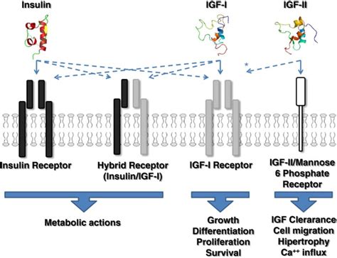 Human Conditions Of Insulin Like Growth Factor I Igf I Deficiency Journal Of Translational