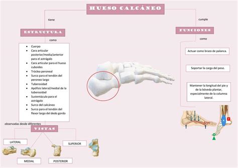 Resúmenes De Hueso Calcáneo Descarga Apuntes De Hueso Calcáneo