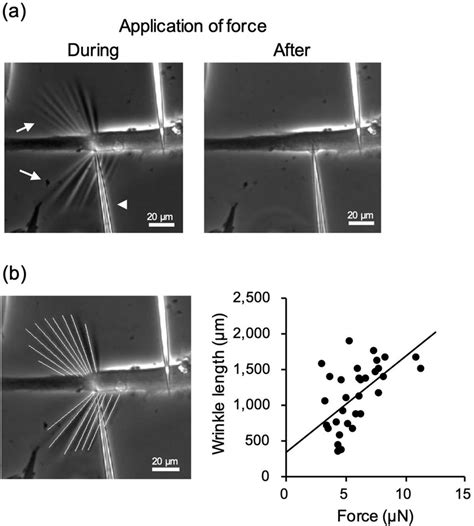 Correlation Between The Applied Mechanical Force And Length Of The Download Scientific Diagram
