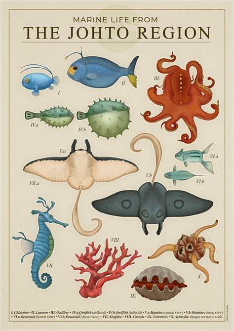 Julio Lacerda Chinchou Corsola Forretress Kingdra Mantine Octillery Qwilfish Remoraid