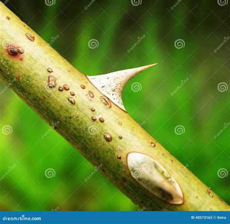Macro Detail Of Thorn Stock Image Image Of Background 40573163