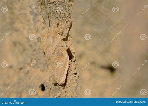 Locust Nymph Stock Image Image Of Natural Wildlife 242658603