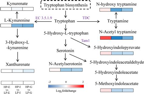 Heat Map Of Metabolites Of Tryptophan Metabolism Pathway In Three Download Scientific Diagram