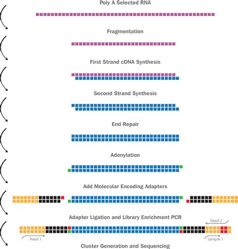Figure 1 From Molecular Indexing For Improved Rna Seq Analysis Semantic Scholar