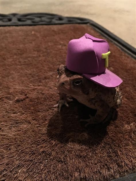 Frog Head Memes