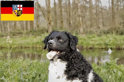 Friesischer Wasserhund Züchter Und Welpen Im Saarland Dogwebde