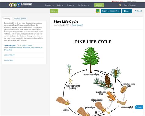 Pine Life Cycle Oer Commons
