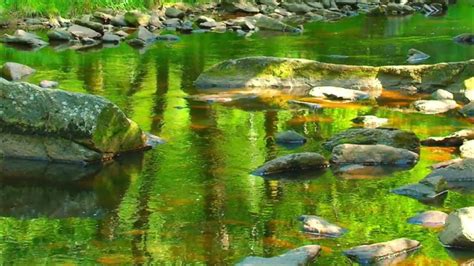 숲속의 잔잔한 물소리 편안한 휴식 음악 스트레스불안우울해소음악 Youtube