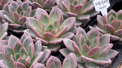 1만원부터 택배가능마이팟다육 010 3059 27085만원이상택배비무료 다육이는 뽑아서 랜덤으로 갑니다~~~~~💕 Youtube