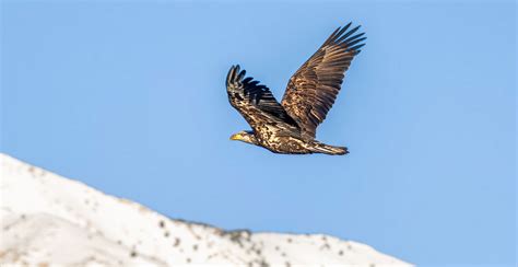 Obs 291 Supports Hevc Via Rtmp So You Can Do Hevc Live Stream By Obs