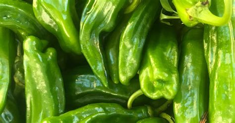 Cubanelle Pepper All About Heat Flavor Uses Substitutes Holisticwow