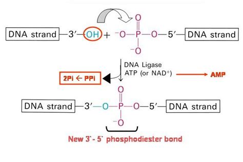 Dna Ligase Uvm Genetics And Genomics Wiki Fandom Powered By Wikia