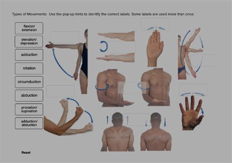 Circumduction Vs Rotation