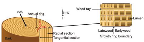 Illustration Of A Cross Section Of A Tree L Denotes Longitudinal Axis Download Scientific