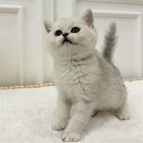 브리티시숏헤어 분양 쿠르 분양중인 브리티쉬