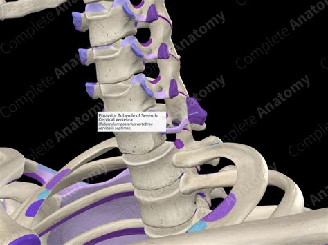 Posterior Tubercle Of Seventh Cervical Vertebra Left Complete Anatomy