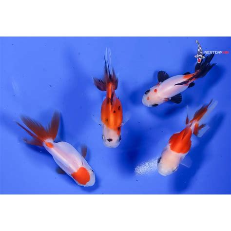 Lot Of 4 2 3” Imported Assorted Oranda Next Day Koi