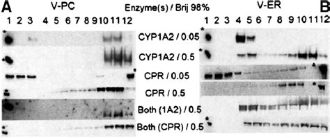 Discontinuous Sucrose Density Gradient Profiles Of Enzyme Lipid Download Scientific Diagram