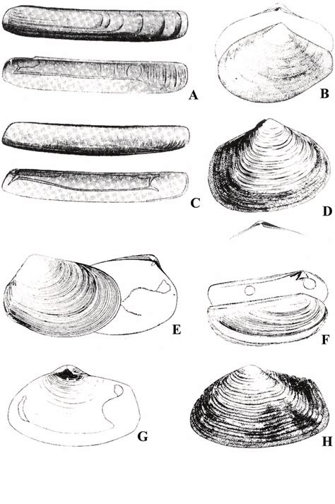 Original Illustrations Of Bivalve Mollusks Described From Chinese Seas