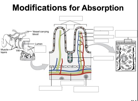 Modifications For Absorption Diagram Quizlet