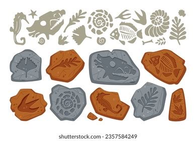 417 Thousand Fossil Royalty Free Images Stock Photos Pictures Shutterstock